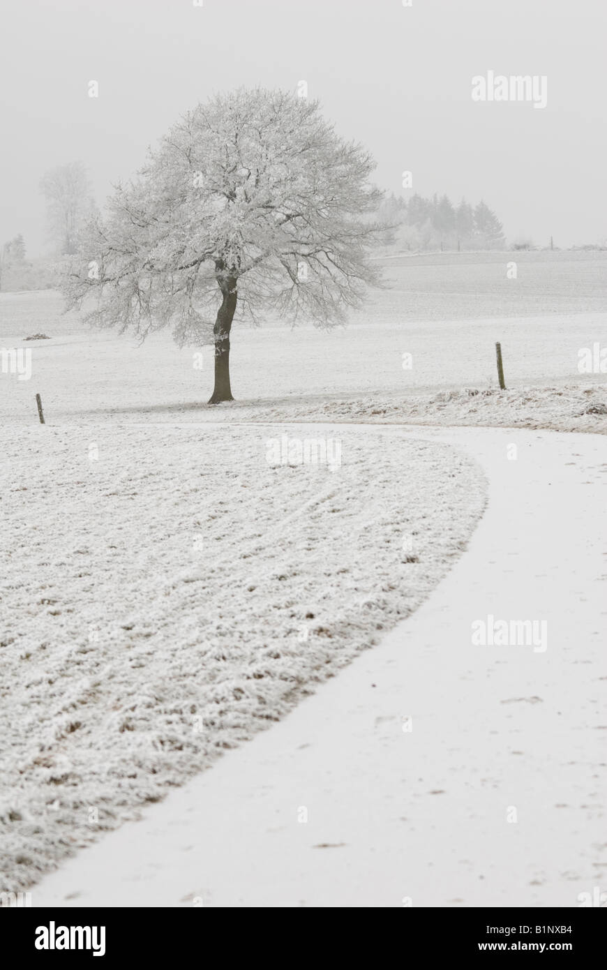 Winterly path to a tree Stock Photo - Alamy