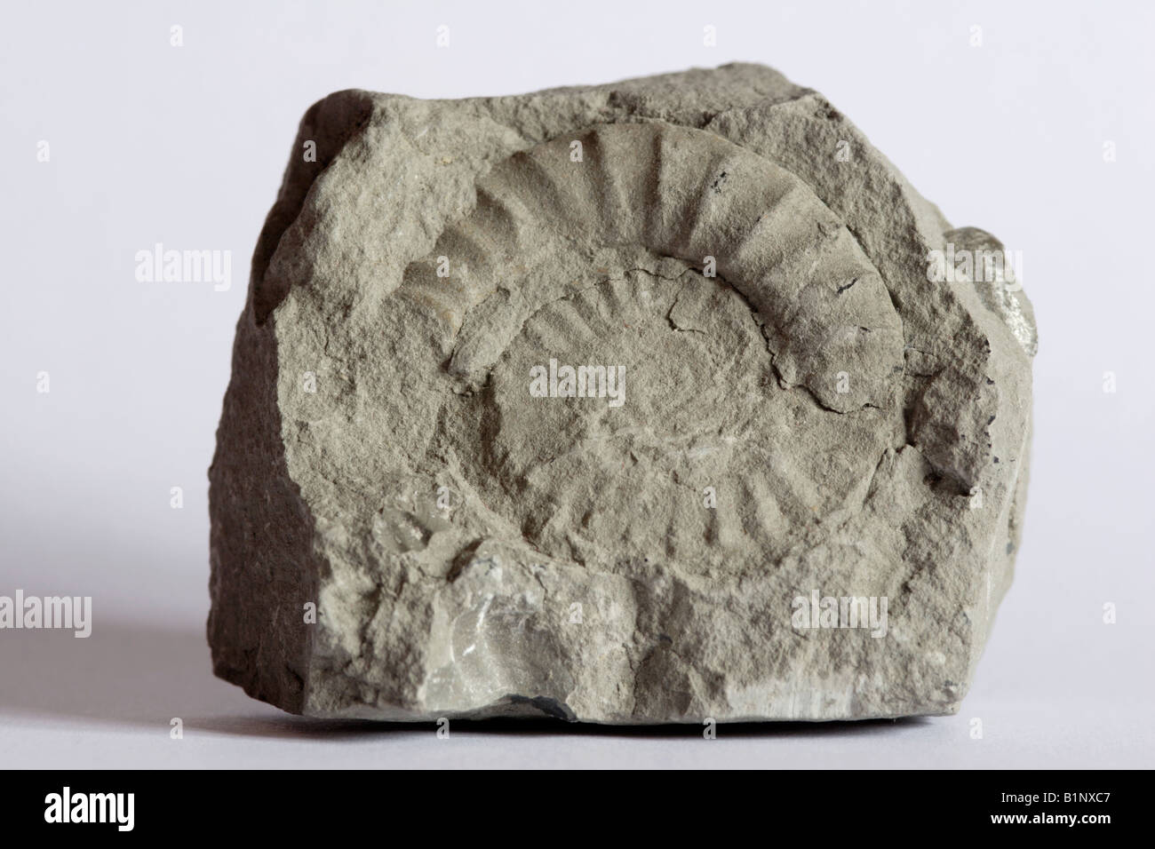 Extinct ammonite hi-res stock photography and images - Alamy