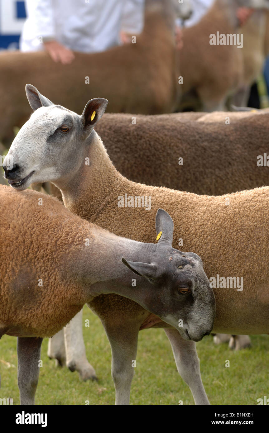 Blue Faced Leicester rams at an agricultural show Edinburgh Stock Photo ...