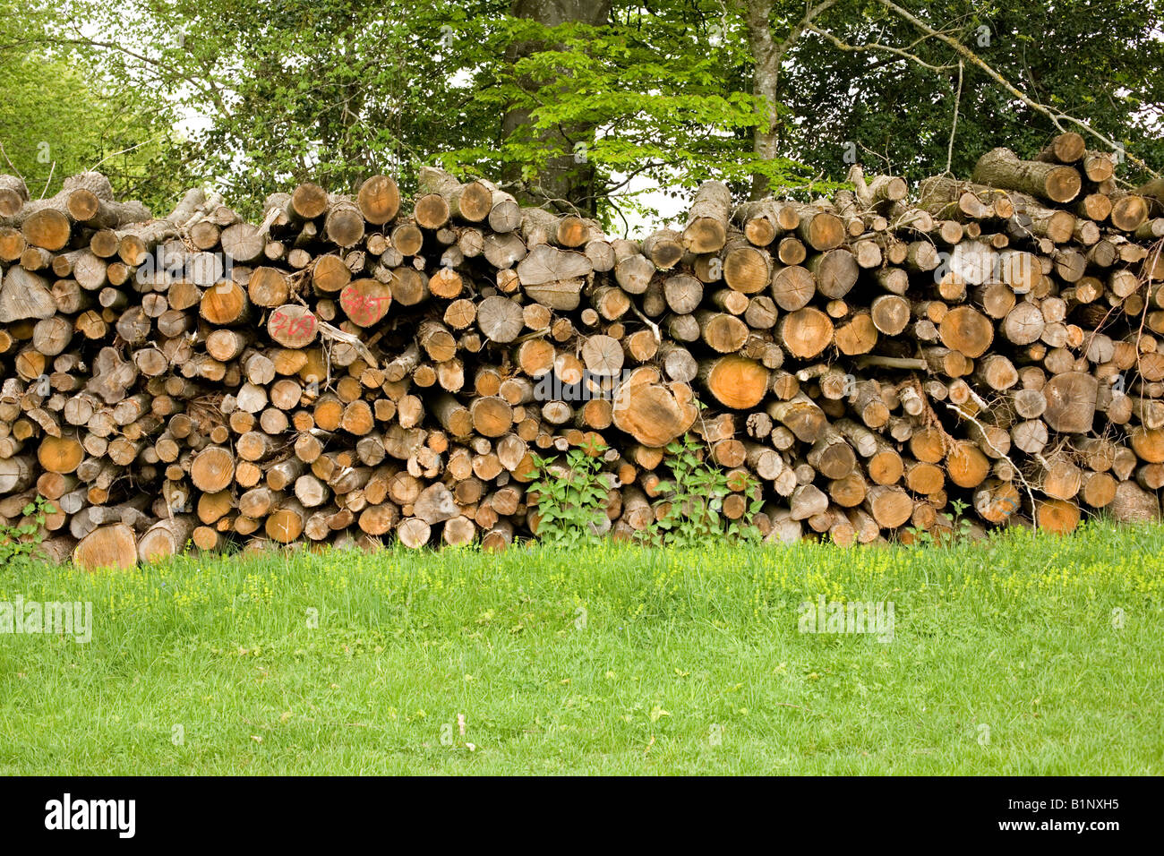 Dead wood log pile hi-res stock photography and images - Alamy