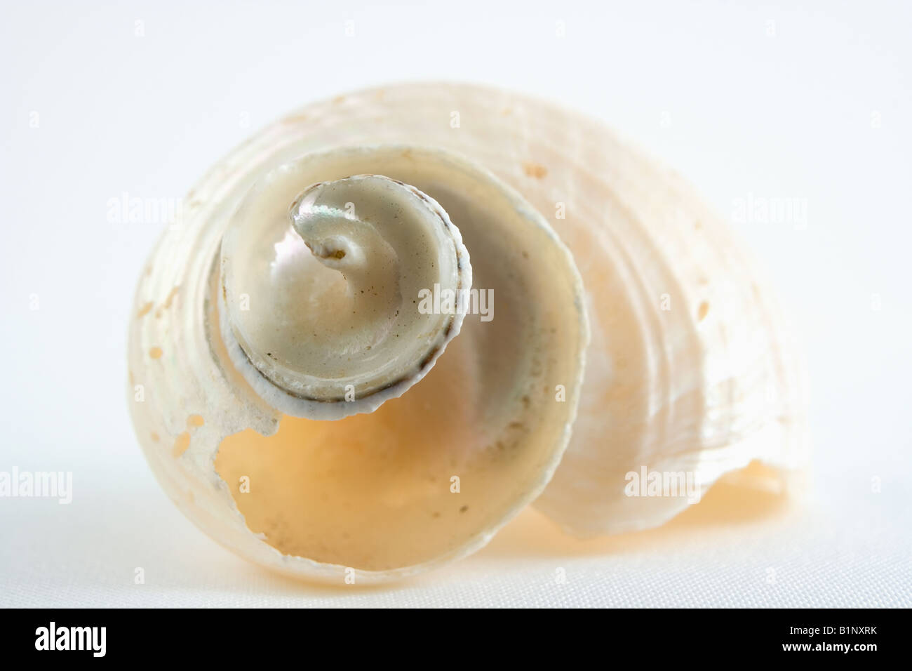 Close up of Conical Sea Shell Stock Photo - Alamy