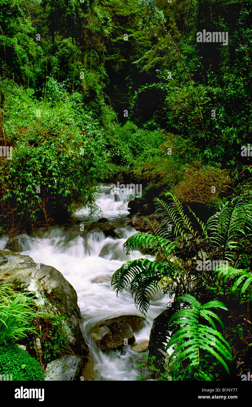 A rushing stream in the temperate rainforest of Chile's lake district ...
