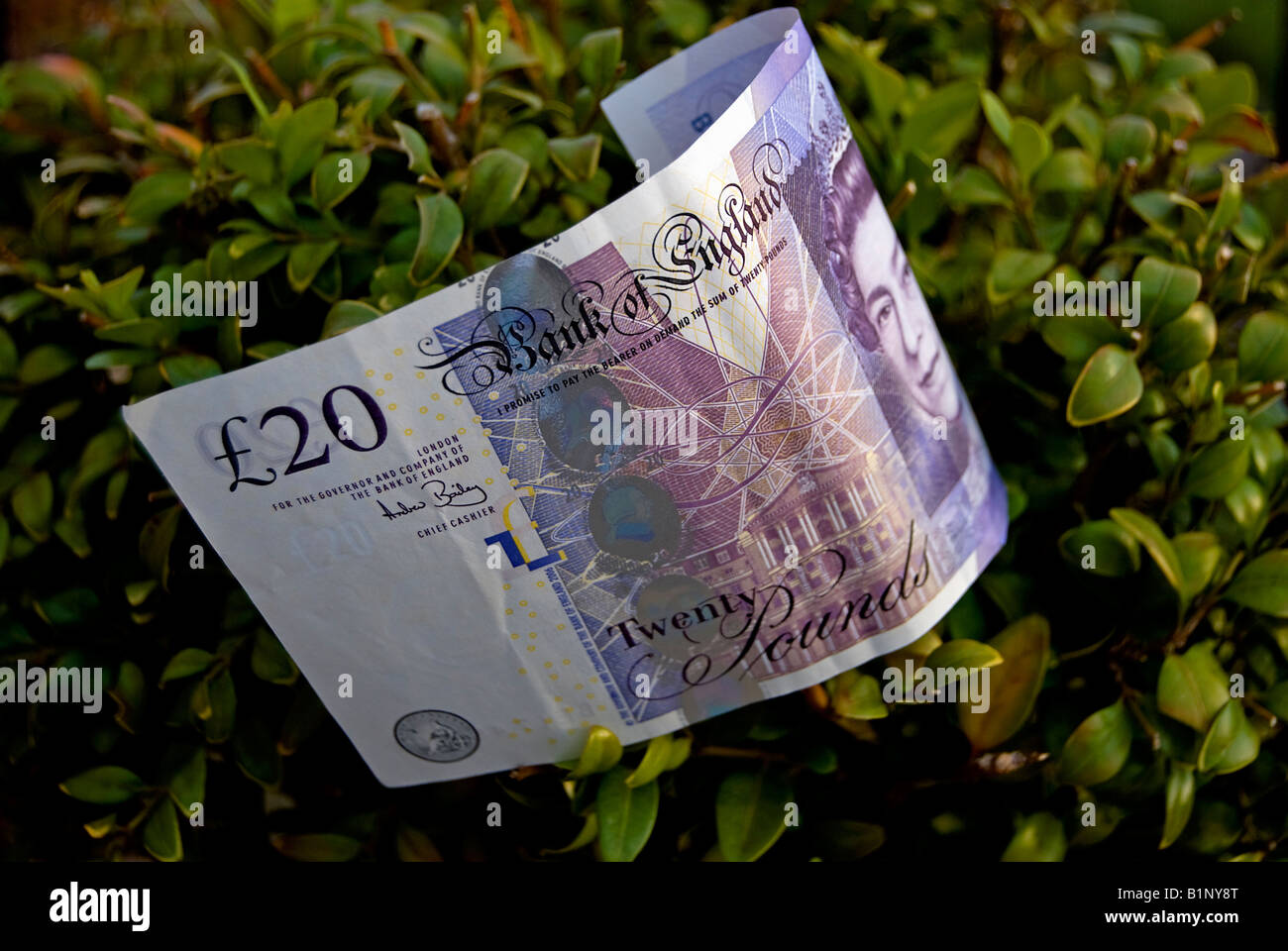 Pound sterling tree hi-res stock photography and images - Alamy
