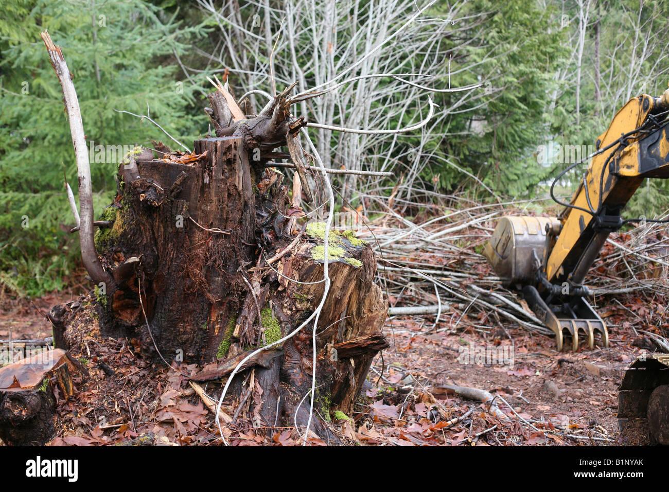 clearing the forest Stock Photo - Alamy