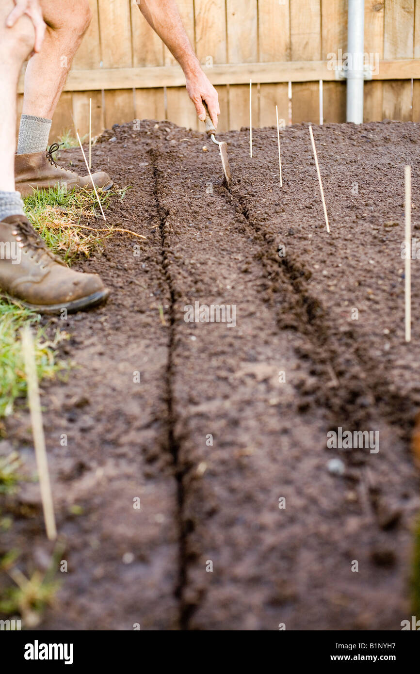 man with hand trowel makes cuts in the earth for seeds to be planted ...