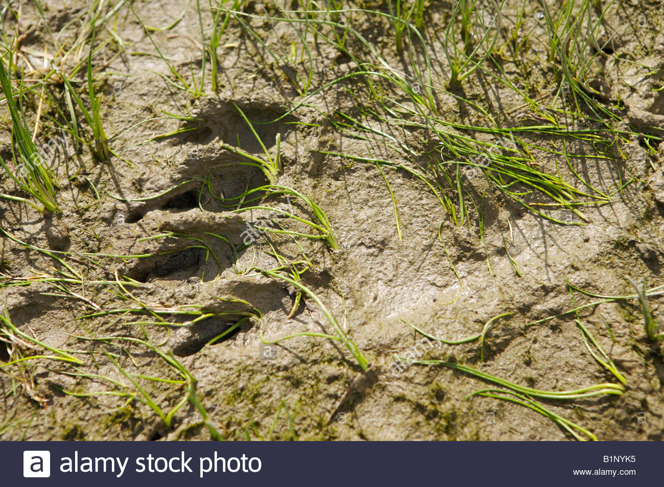 Bear Tracks In Mud Stock Photos & Bear Tracks In Mud Stock Images - Alamy