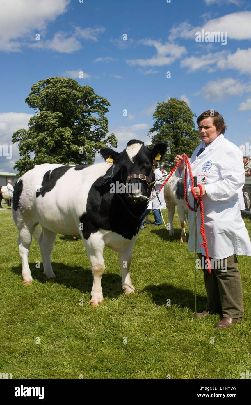 Showing British Blue cattle at the Royal Highland Show Edinburgh Stock ...