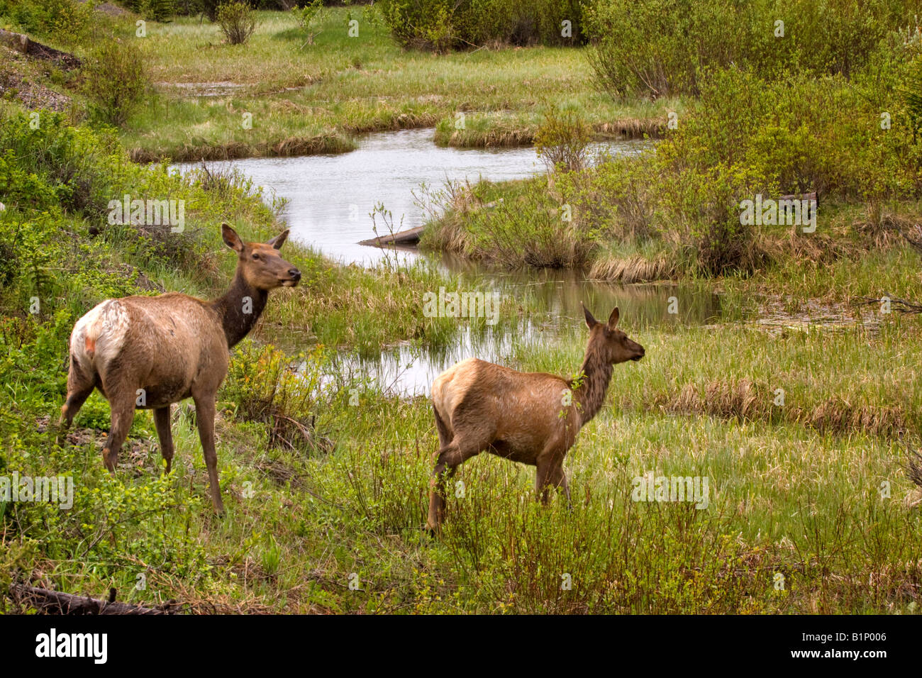 Elk, Cervus canadensis Stock Photo - Alamy