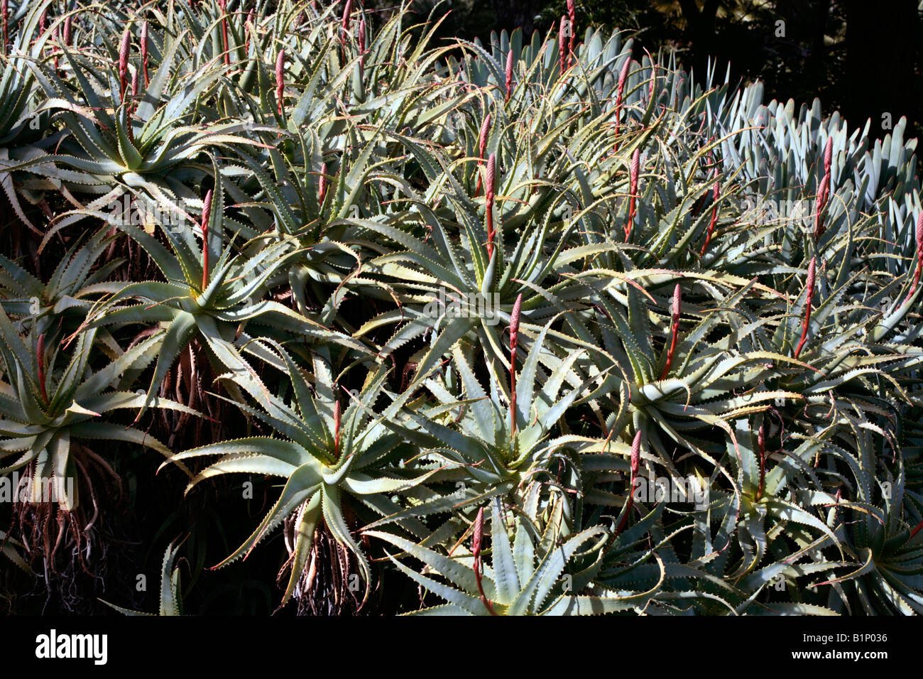 Krans Aloes with early flower heads-Aloe arborescens-Family ...