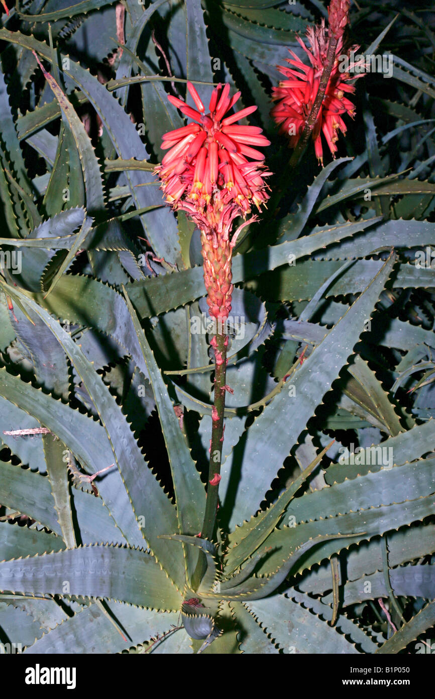Krans Aloe flower head-Aloe arborescens-Family Asphodelaceae Stock ...