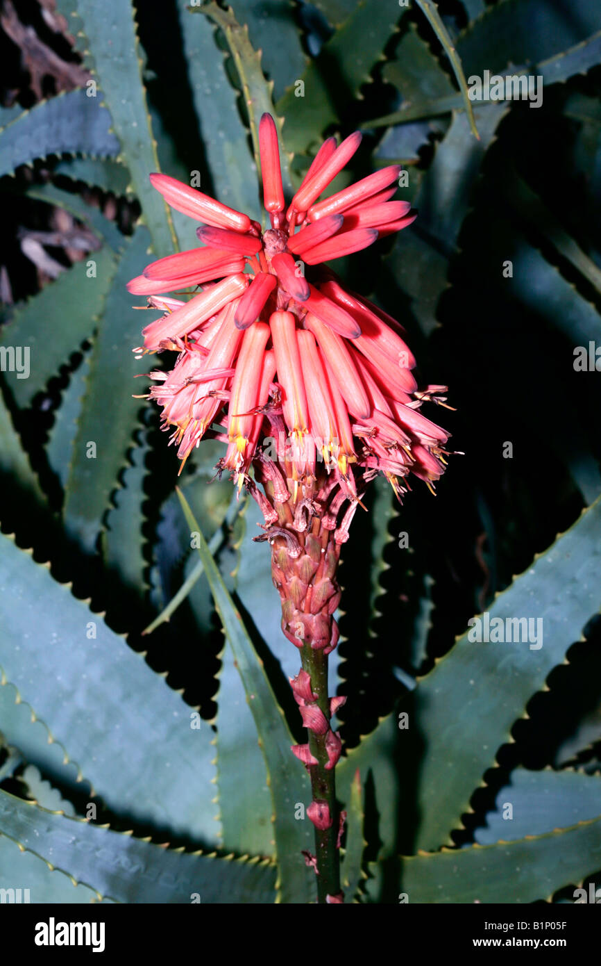 Krans flower hi-res stock photography and images - Alamy