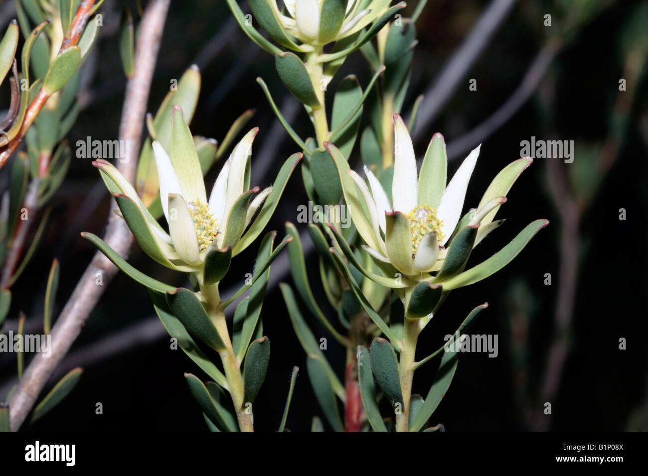 Leucadendrons High Resolution Stock Photography and Images - Alamy