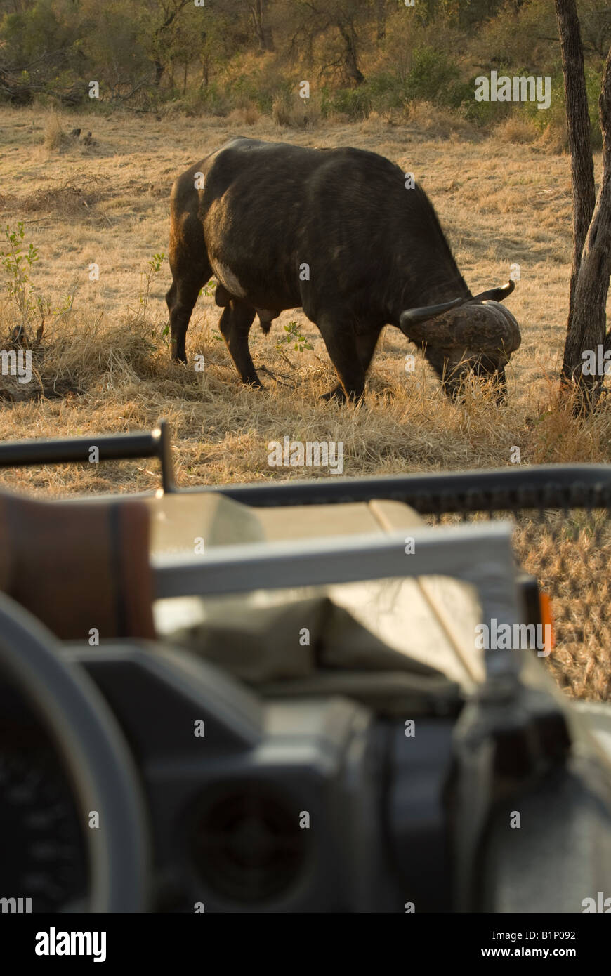 African buffalo in front of a car Stock Photo - Alamy