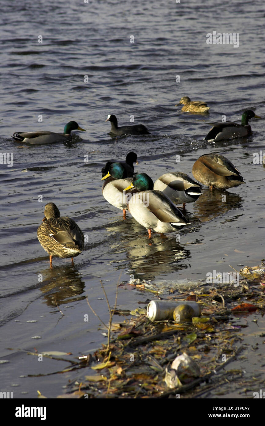 Wildlife on a polluted river Stock Photo - Alamy