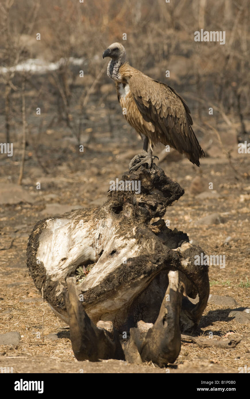 Vulture on elephant skull Stock Photo - Alamy
