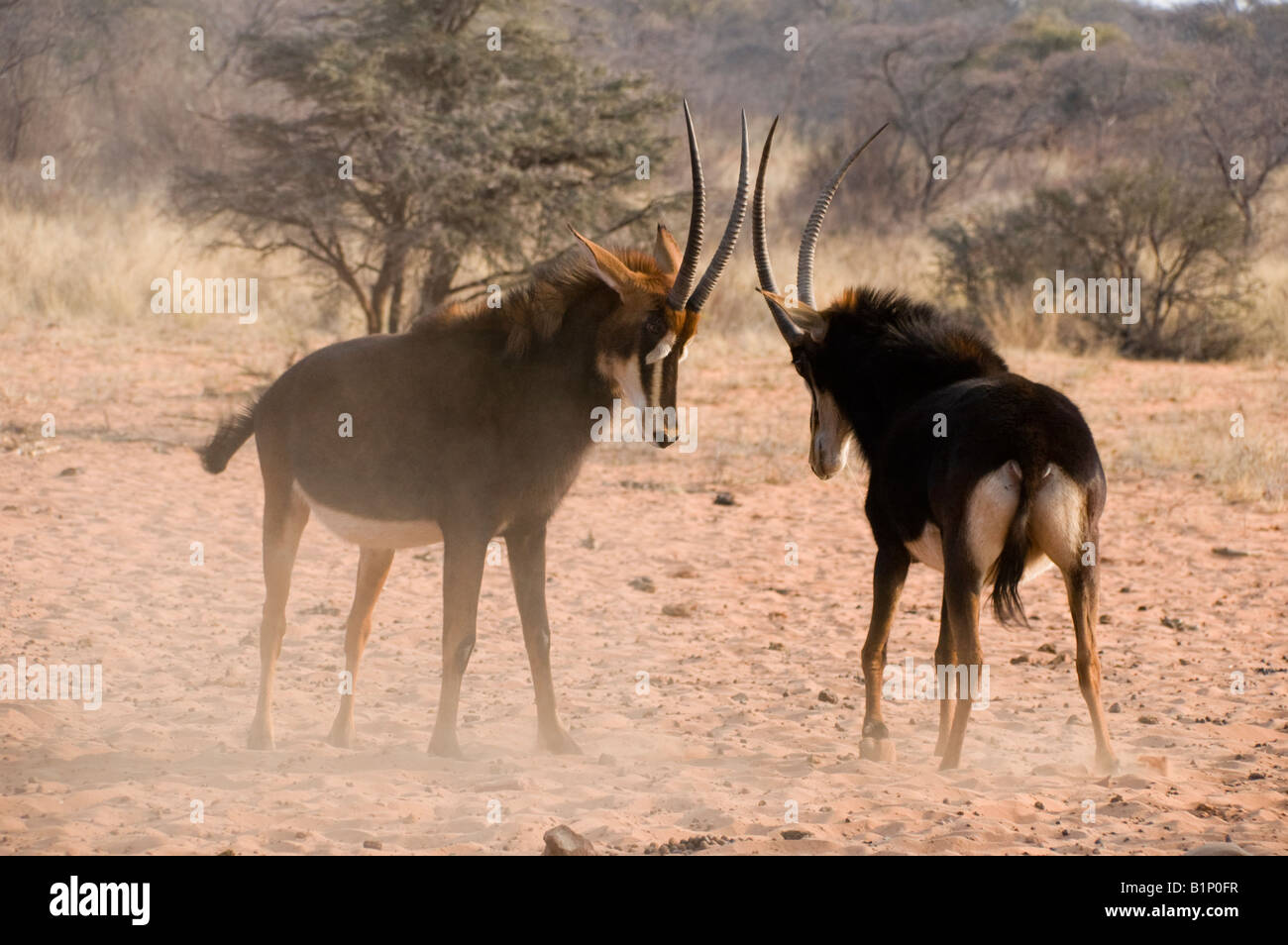 wo sable antelopes fighting Stock Photo - Alamy