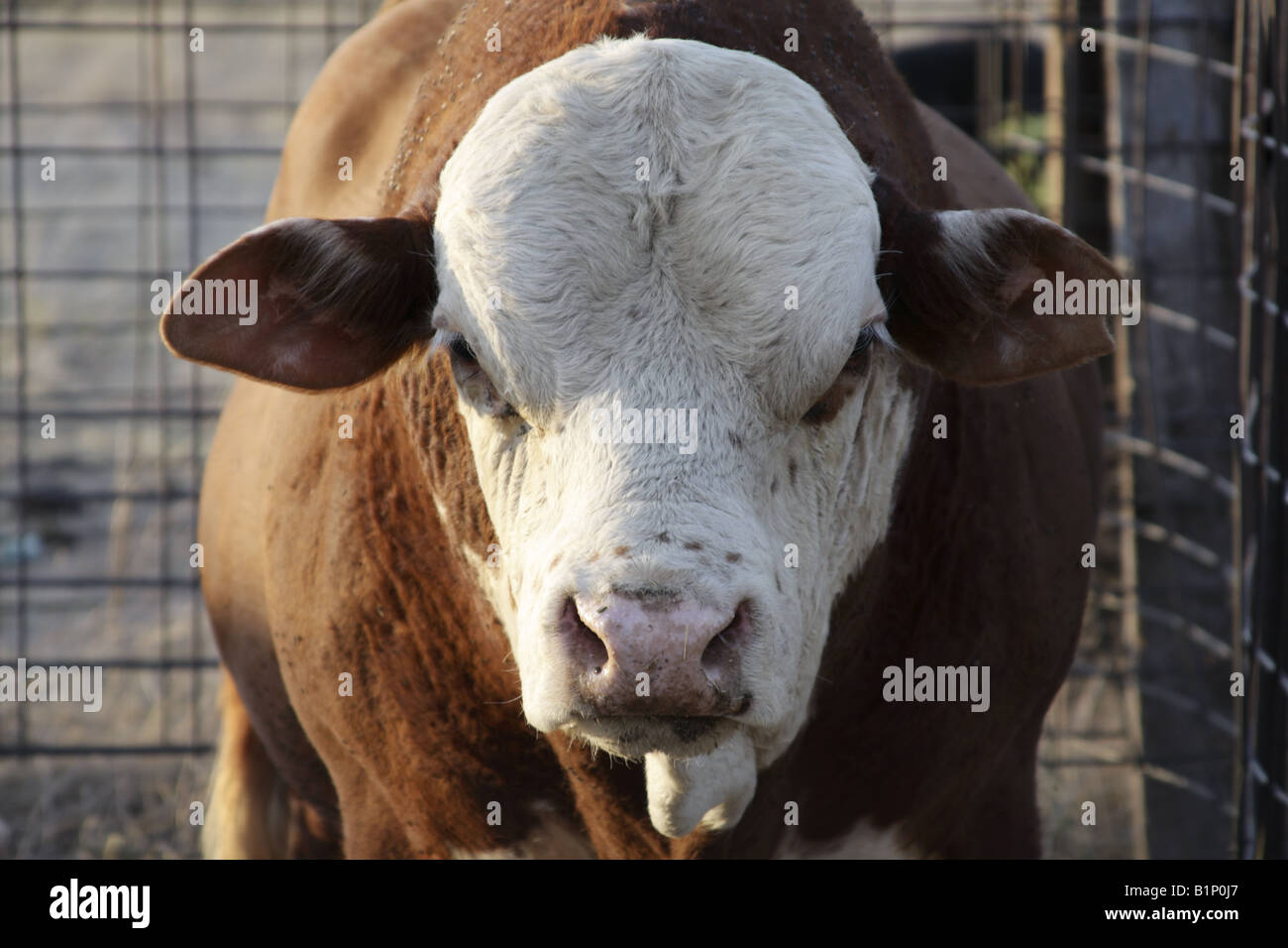 Hereford steer, USA Stock Photo - Alamy