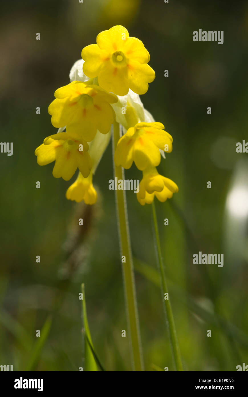 Primula officinalis cowslip hi-res stock photography and images - Alamy