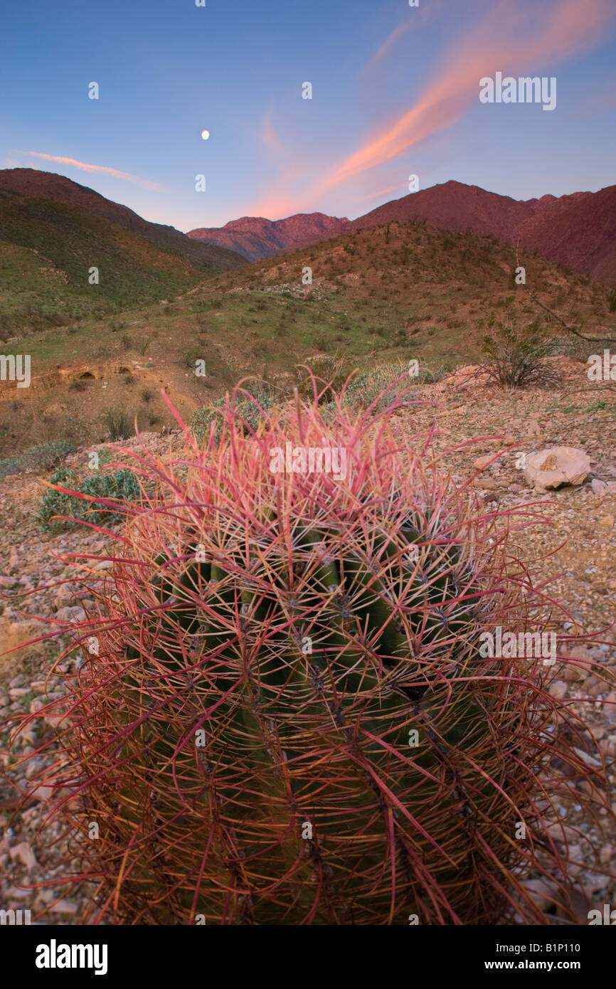 Barrel Cactus Desert High Resolution Stock Photography and Images - Alamy