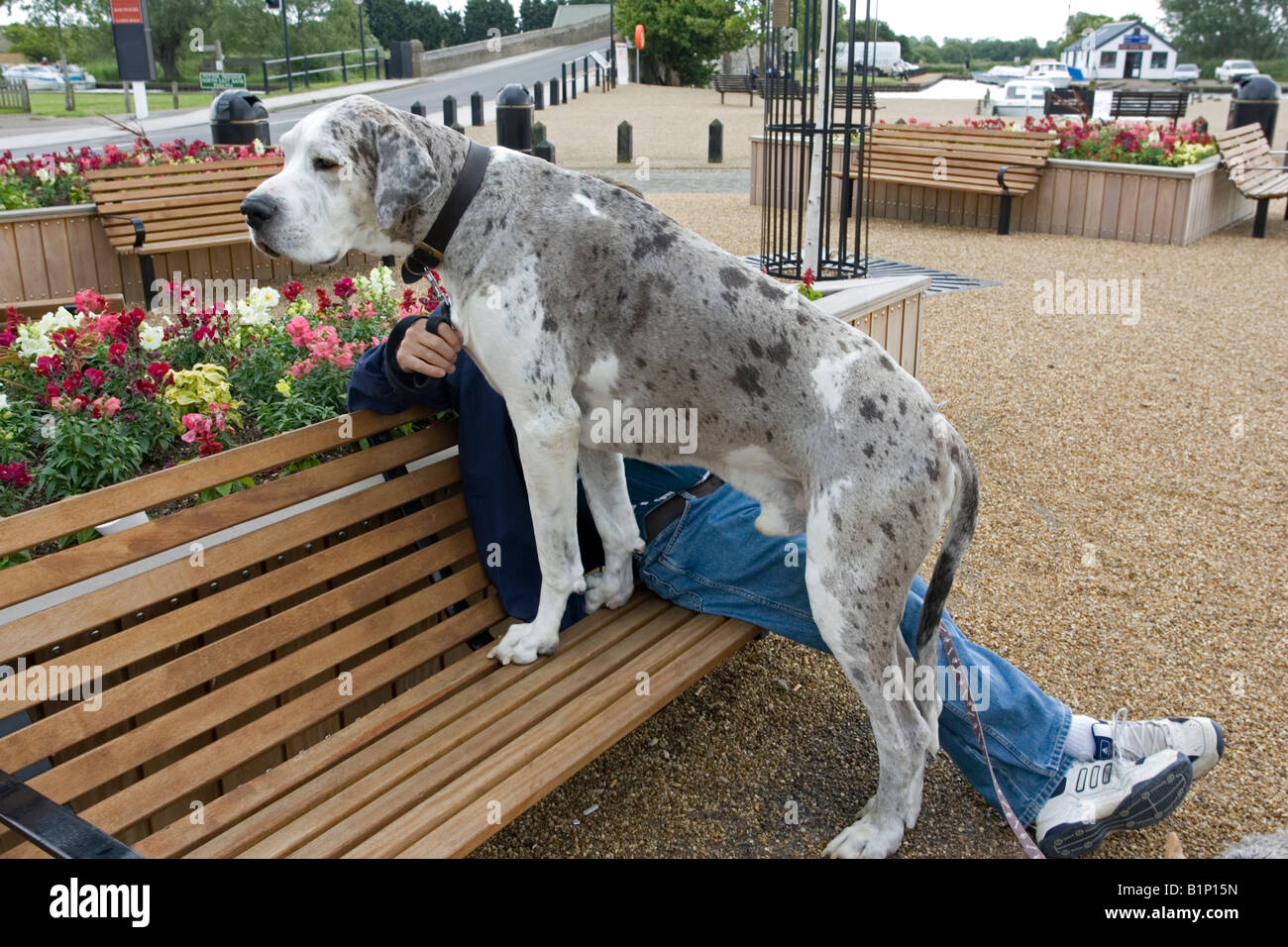 Full Grown Blue Merle Great Dane