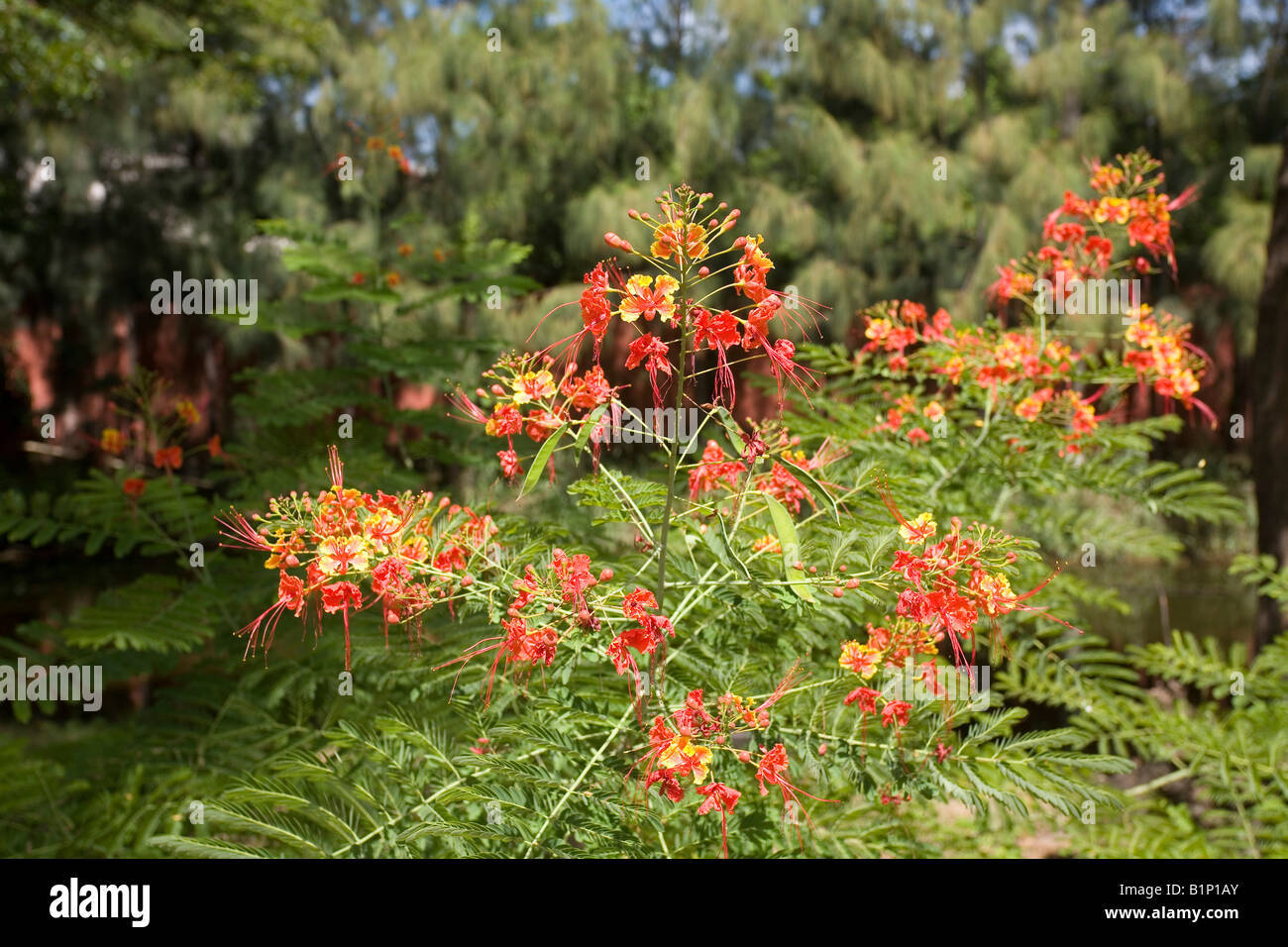 Peacock flowers hi-res stock photography and images - Alamy