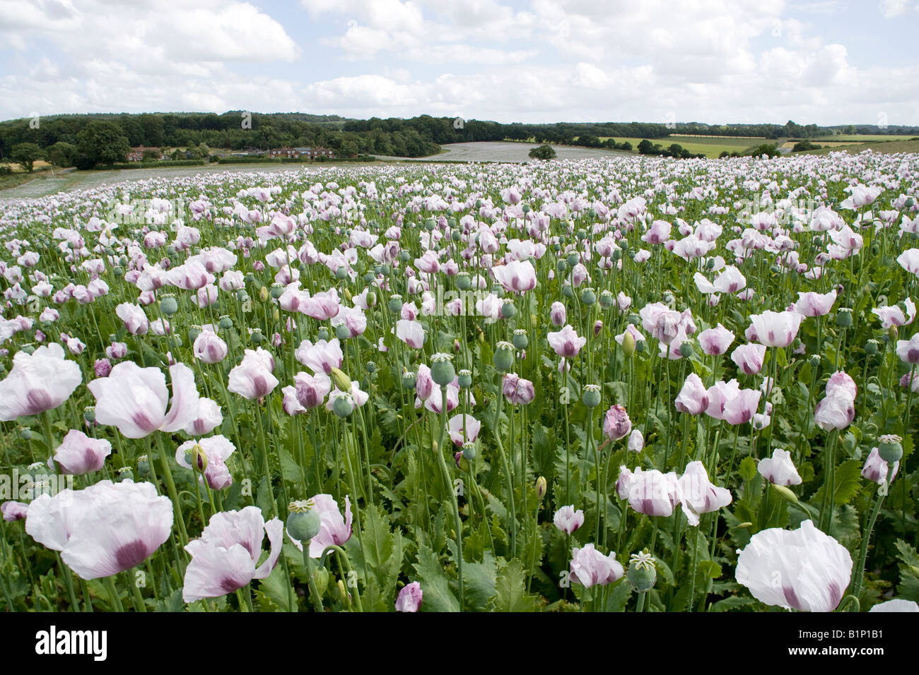 Medical grade Opium poppies growing in a field Ipsden Oxfordshire Stock ...