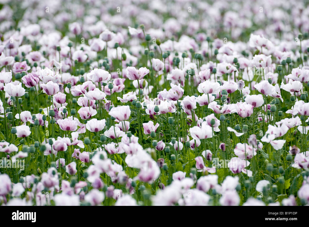 Medical grade Opium poppies growing in a field Ipsden Oxfordshire Stock ...