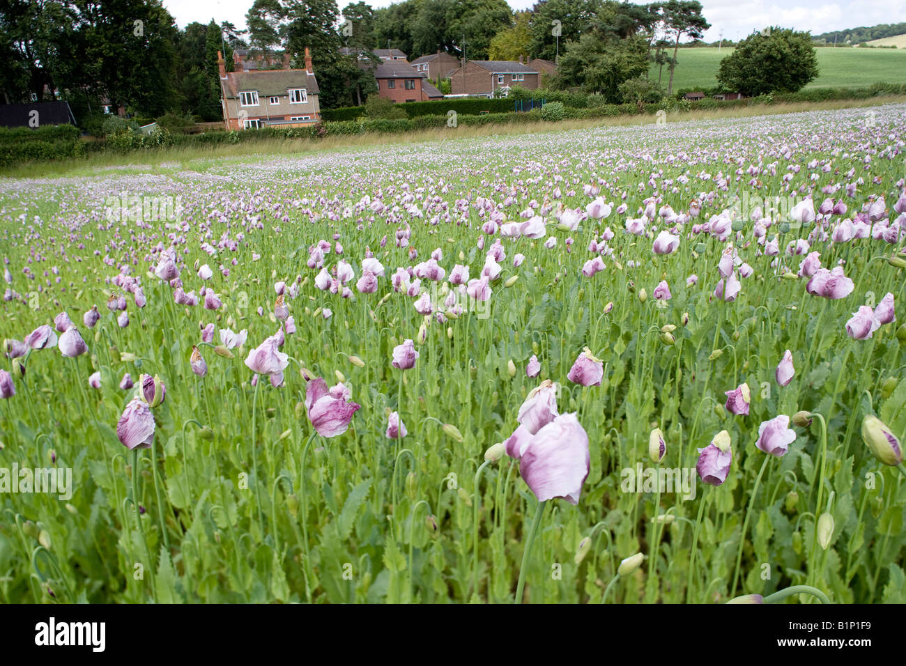Medical grade Opium poppies growing in a field Ipsden Oxfordshire Stock ...
