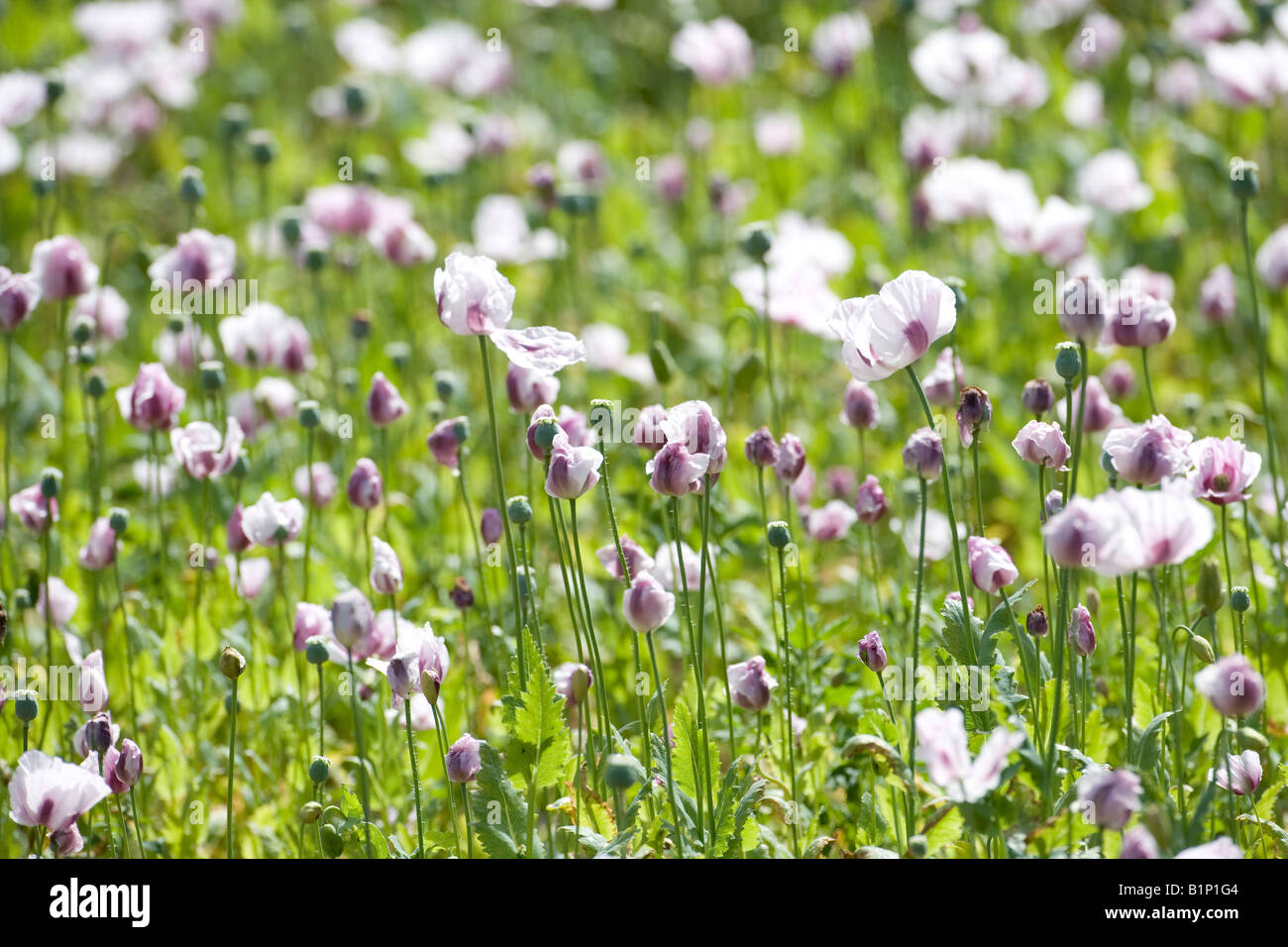 Opium Poppies High Resolution Stock Photography and Images - Alamy