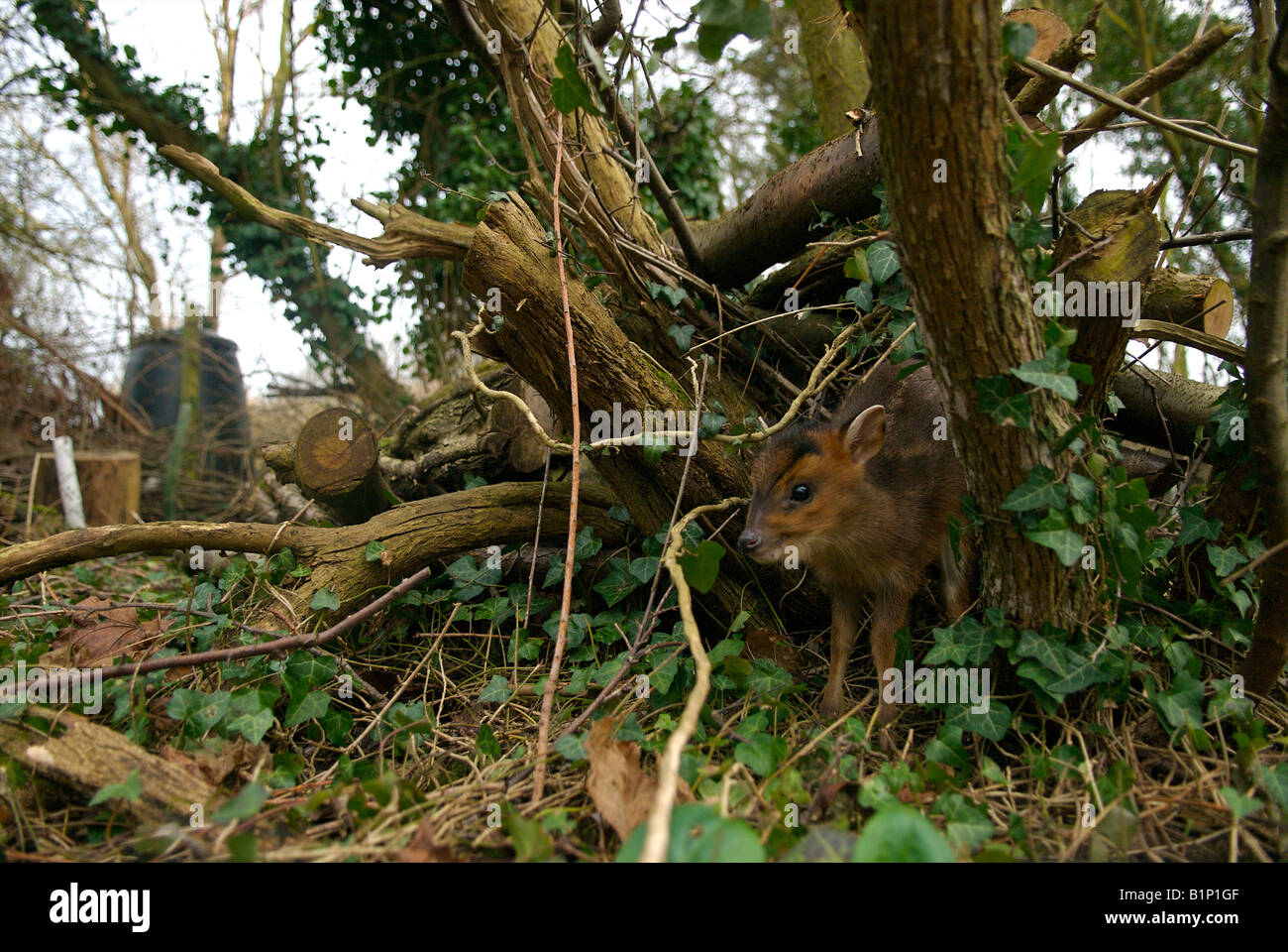 Baby muntjac hi-res stock photography and images - Alamy