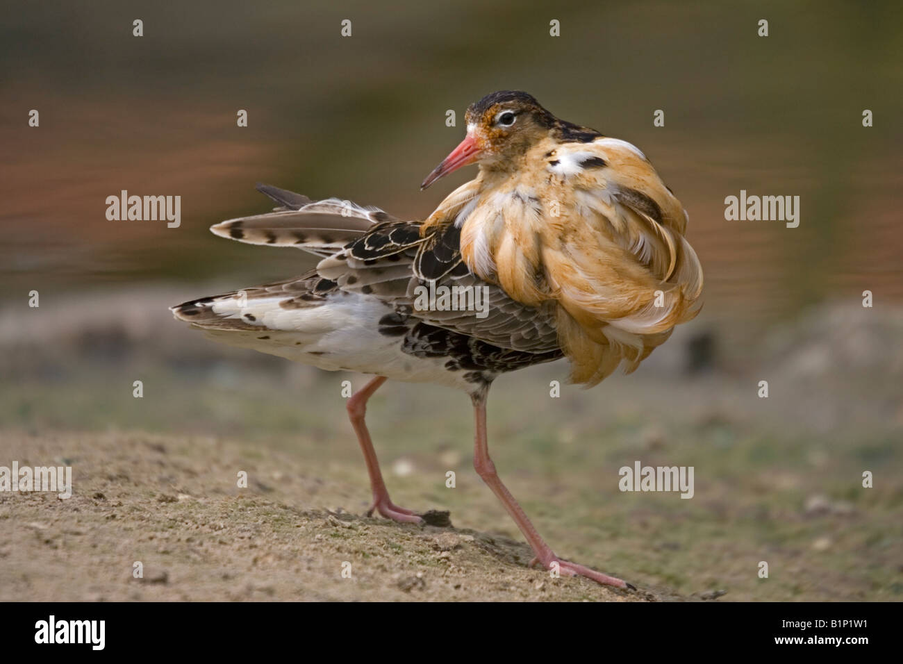 Ruff bird uk hi-res stock photography and images - Alamy