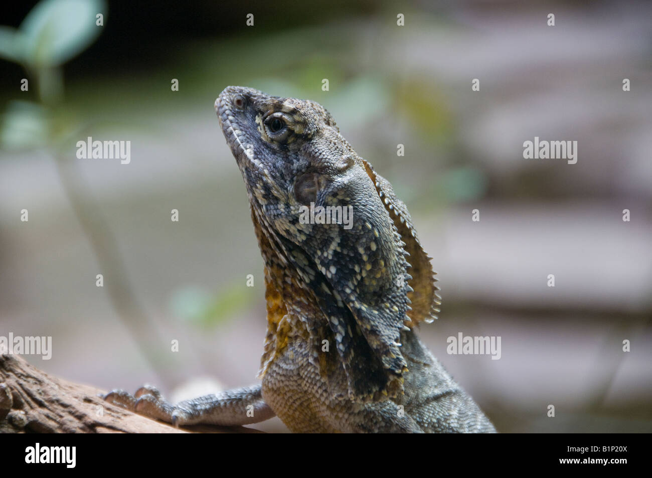 Chlamydosaurus Kingii lizard Stock Photo - Alamy