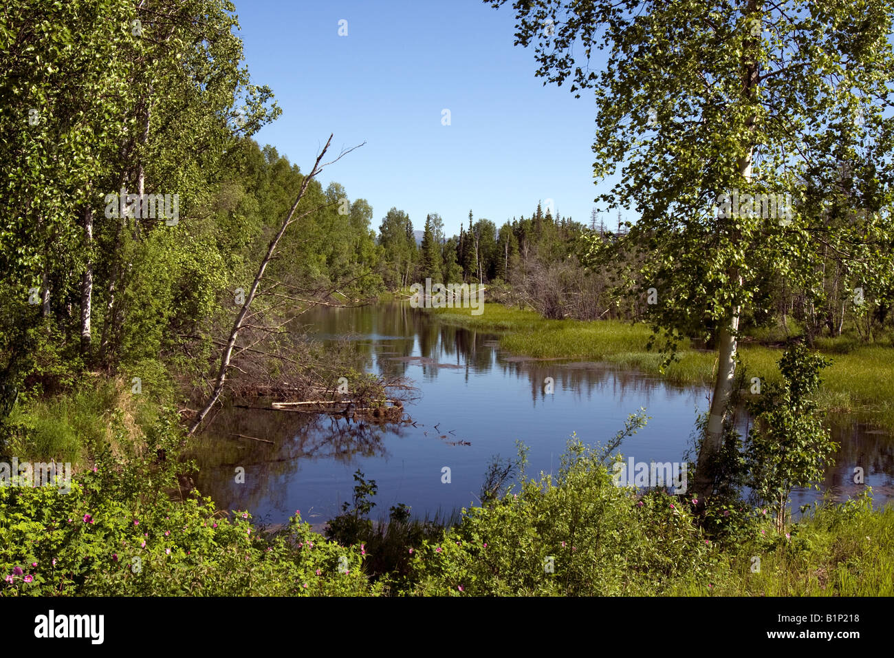 Pond in a forest Stock Photo - Alamy