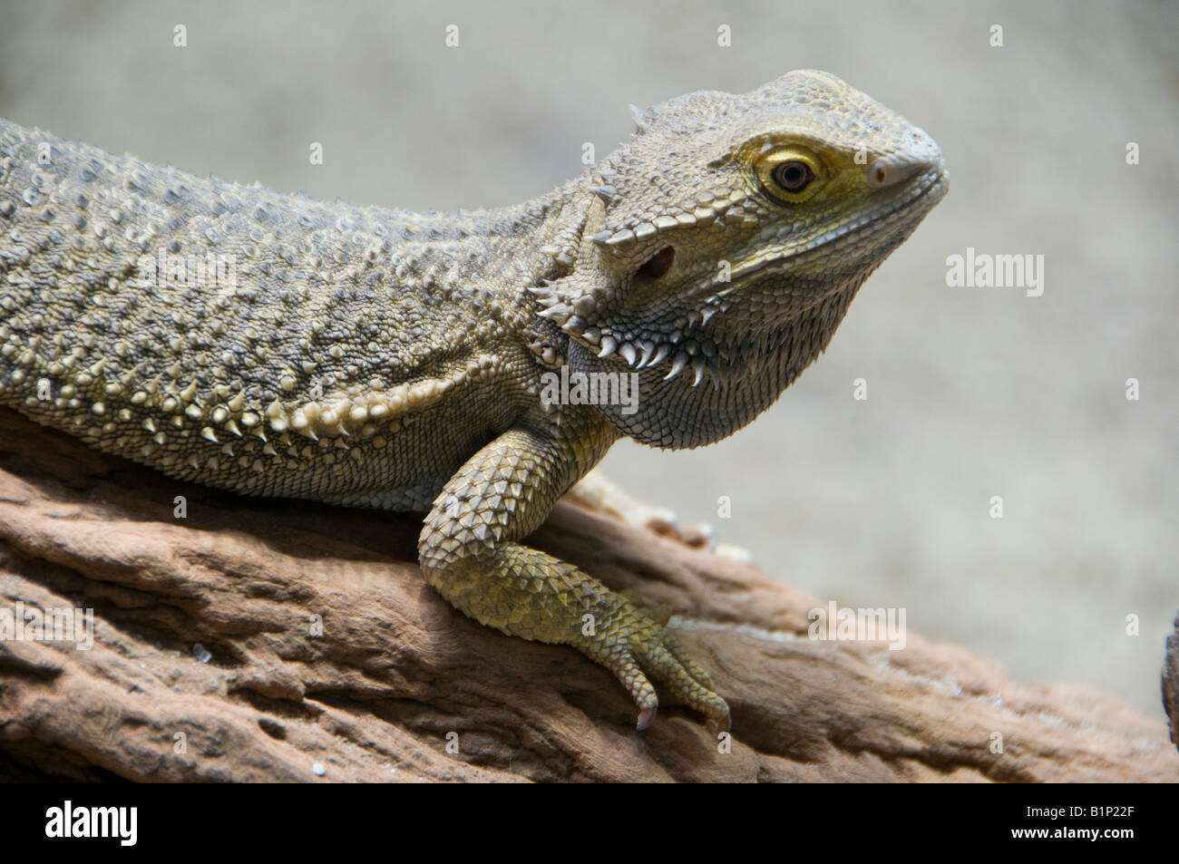 Pogona Vitticeps lizard Stock Photo - Alamy