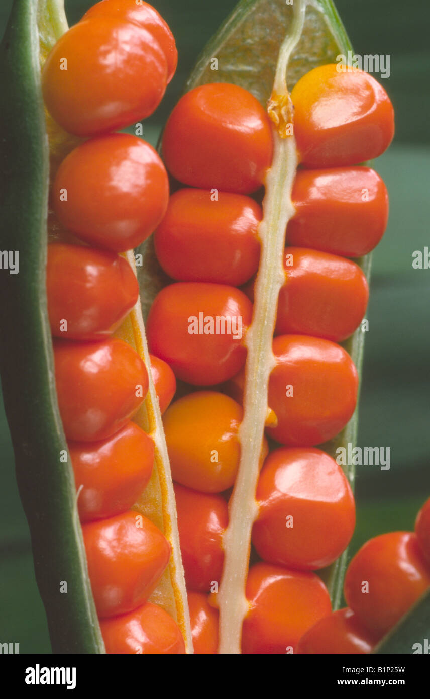 Iris foetidissima (Stinking gladwyn, Stinking iris) Open seed capsule ...