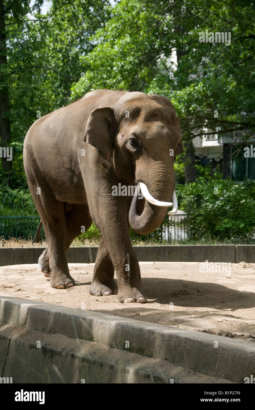 An elephant in the Berlin Zoological Garden Zoologischer Garten ...