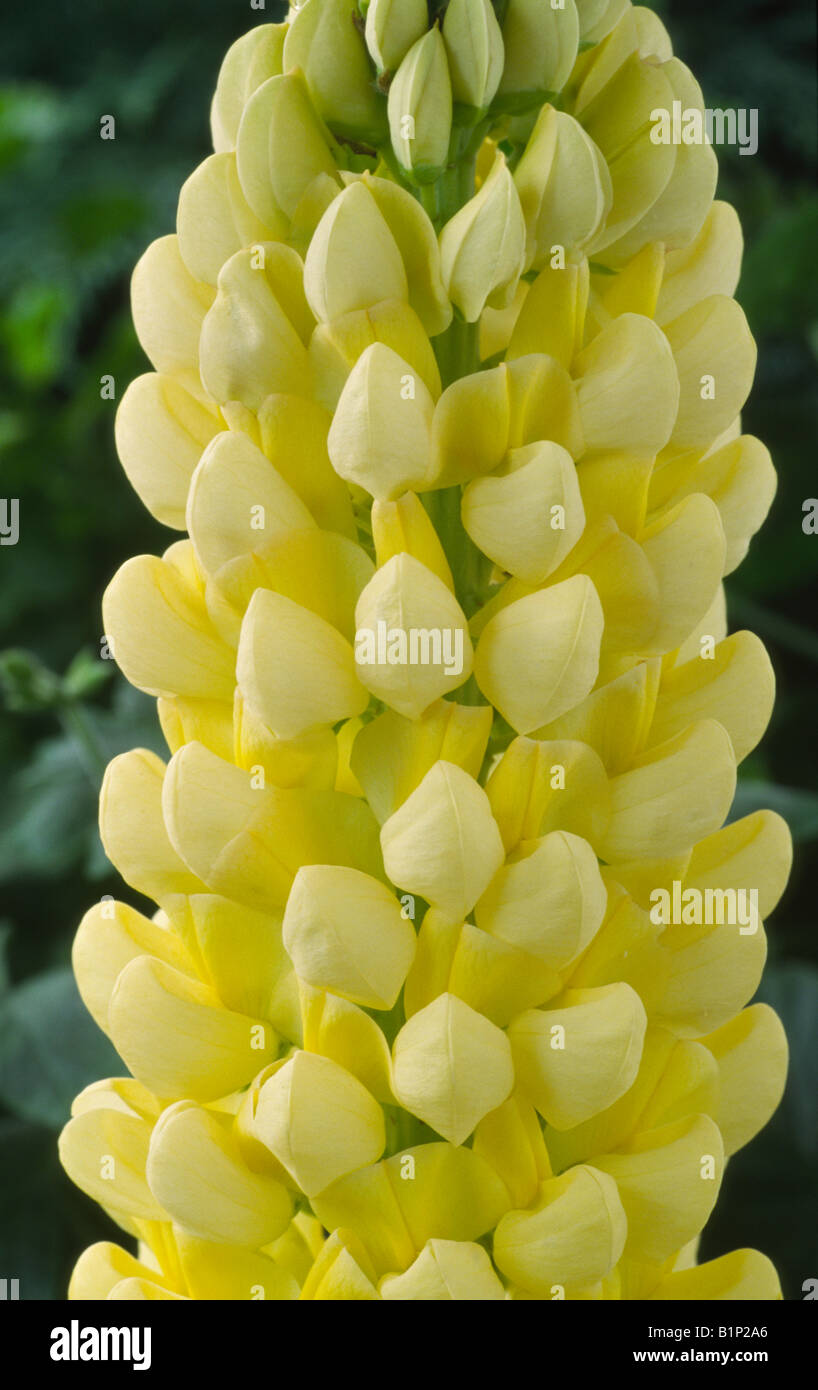 Lupinus 'Sherbert Dip' (Lupin Stock Photo - Alamy
