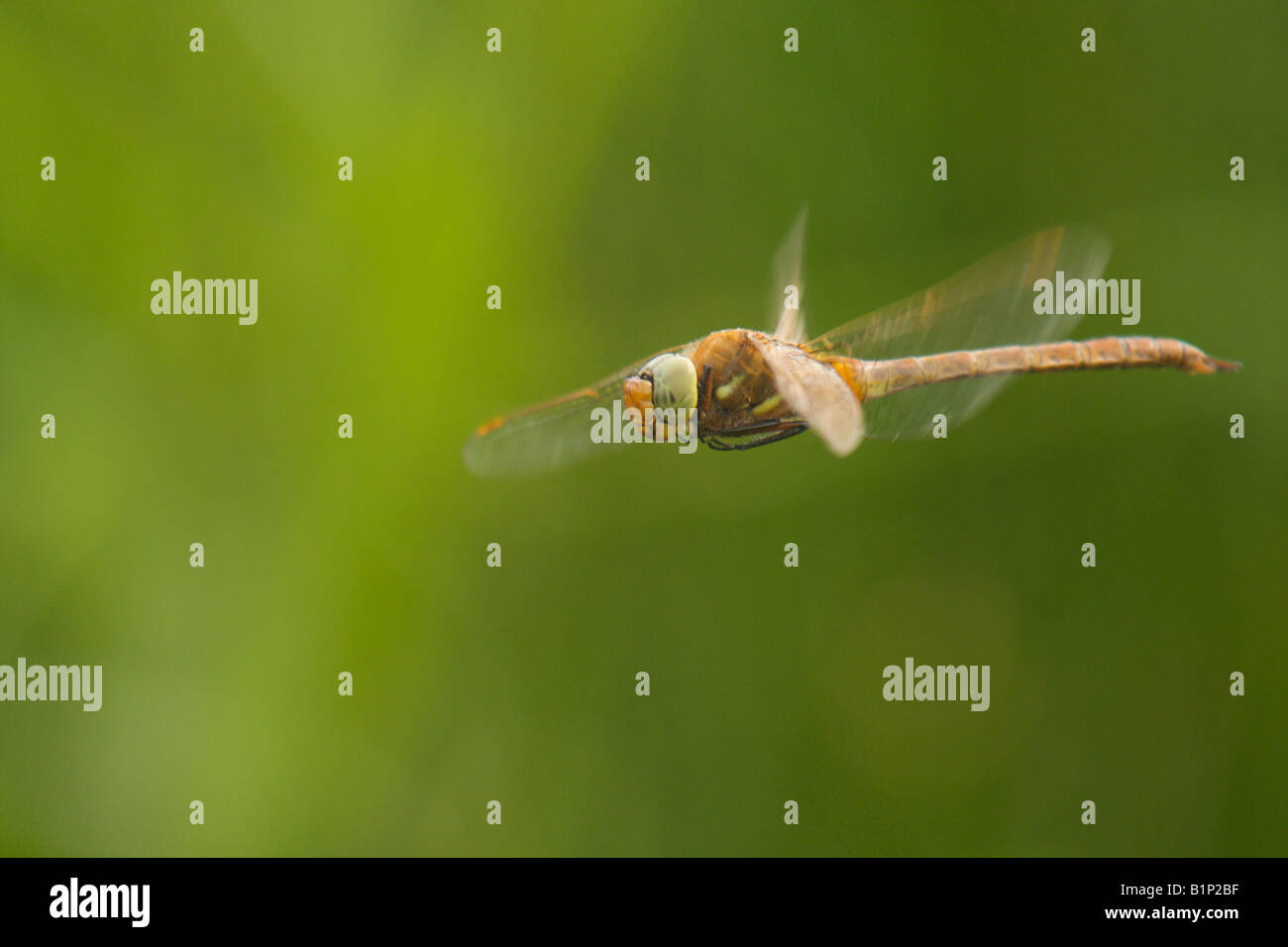 Norfolk hawker dragonfly hi-res stock photography and images - Alamy