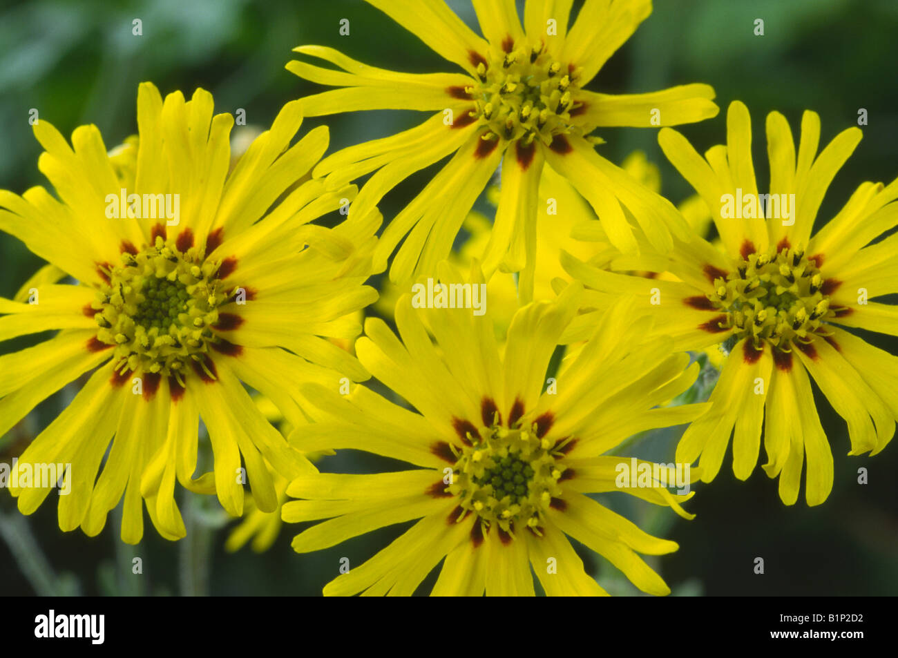 Madia elegans (Common madia Stock Photo - Alamy