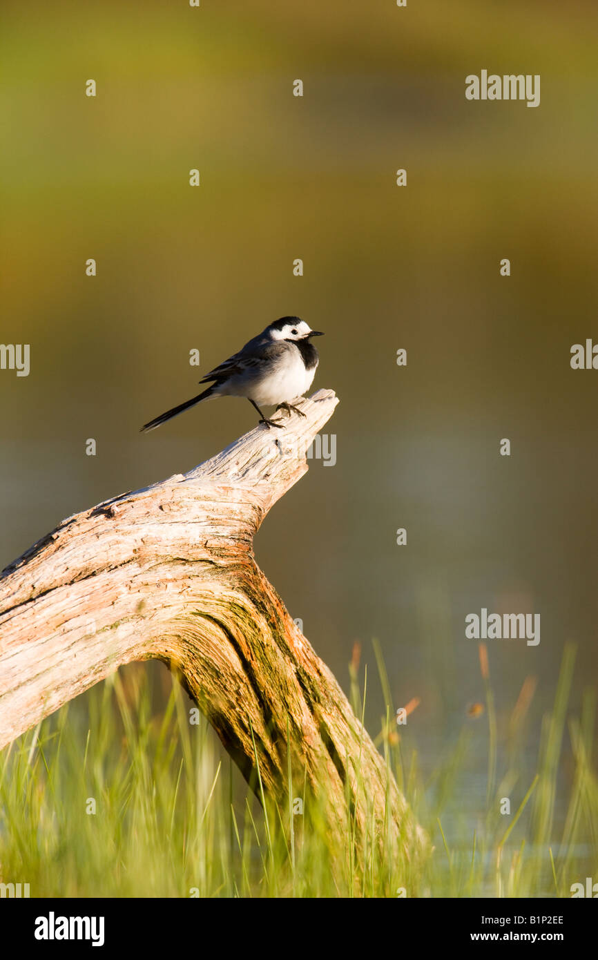White wagtail alone hi-res stock photography and images - Alamy