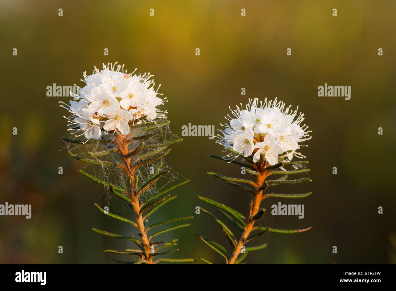 Labrador tea in flower Stock Photo - Alamy