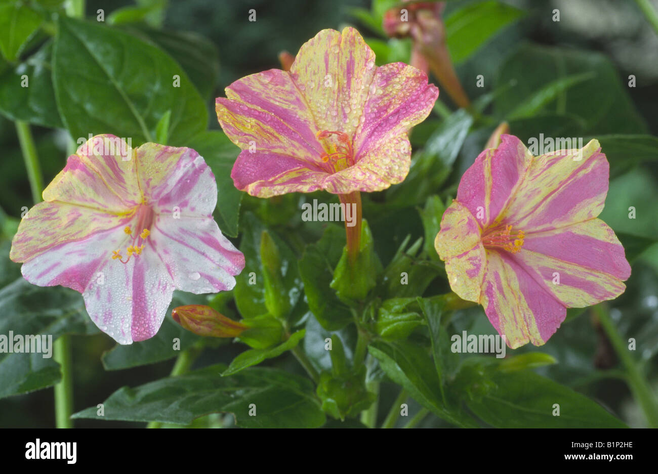 Four oclock plant mirabilis jalapa hi-res stock photography and images ...