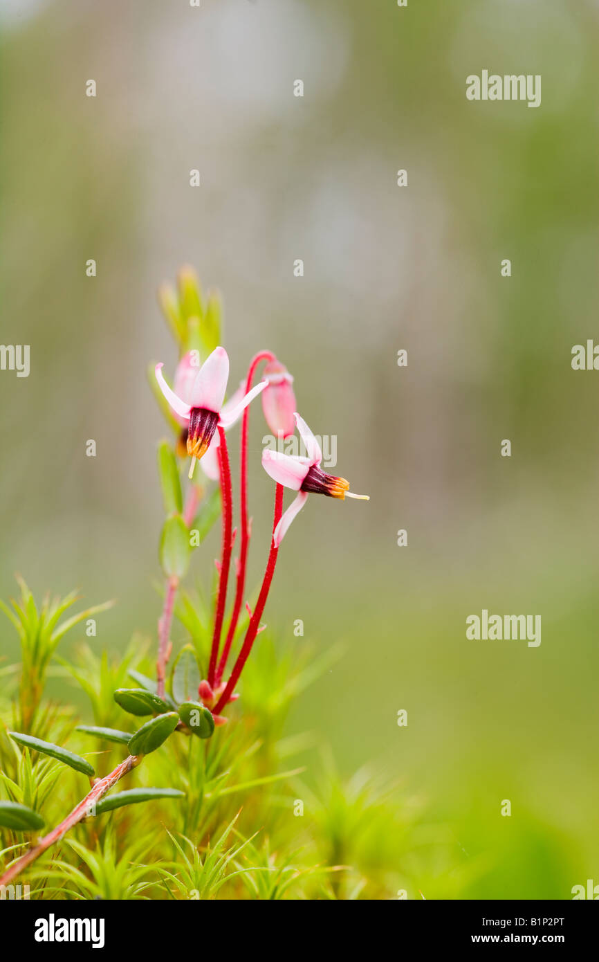 Common cranberry in flower Stock Photo - Alamy
