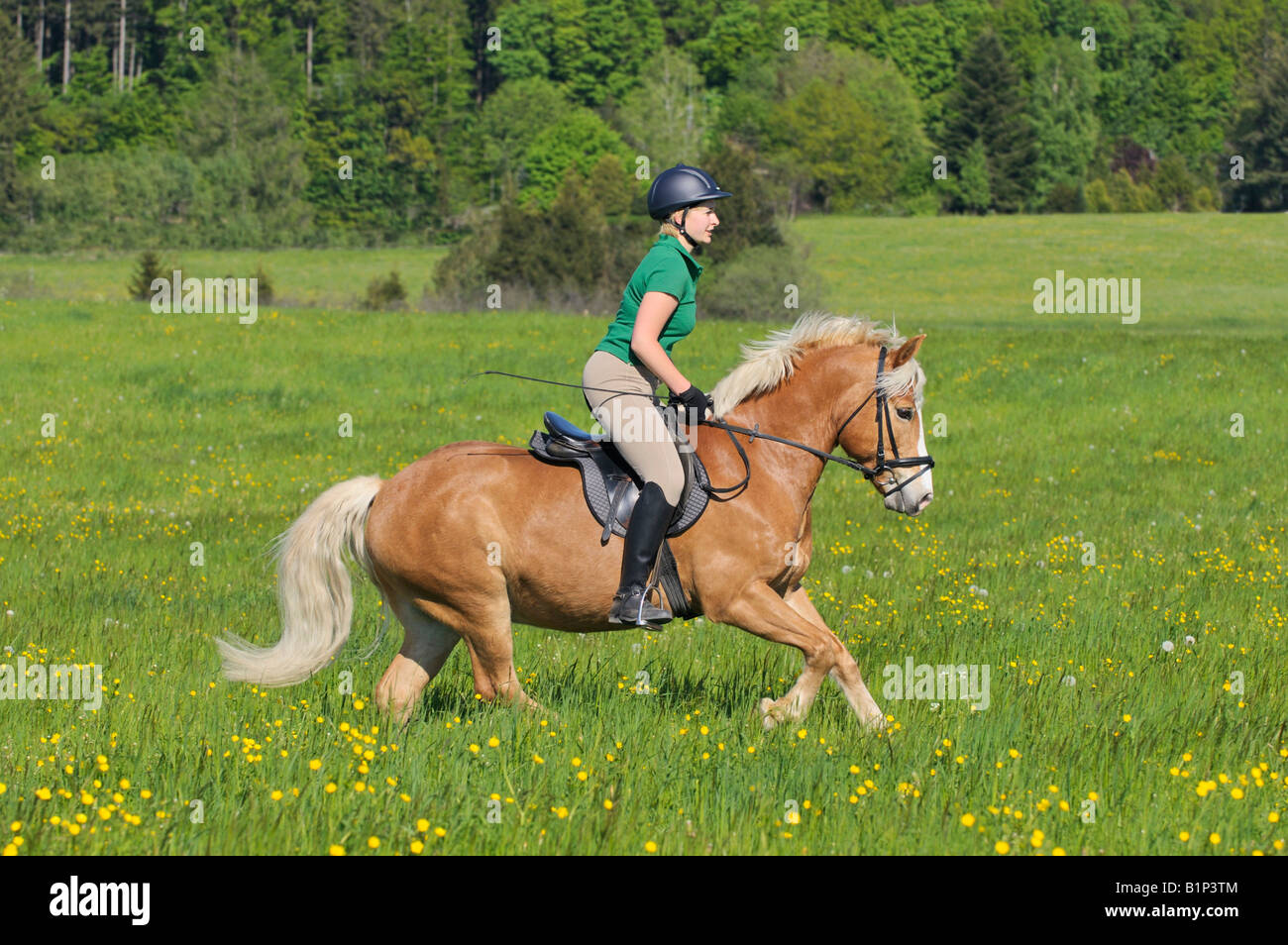 Haflinger hi-res stock photography and images - Alamy
