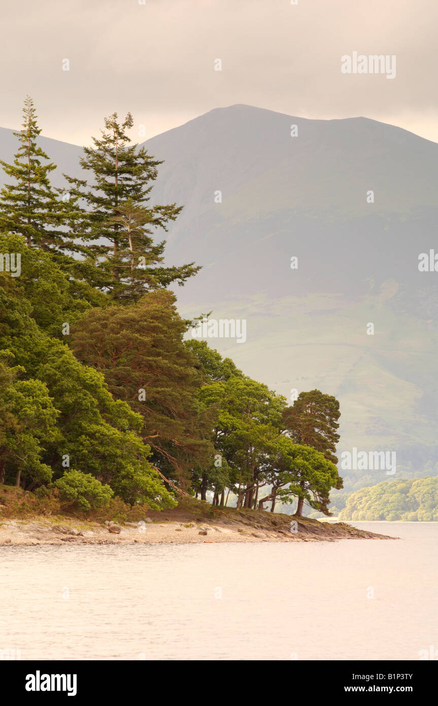 Pine trees on the shoreline of Derwentwater Keswick Lake District ...