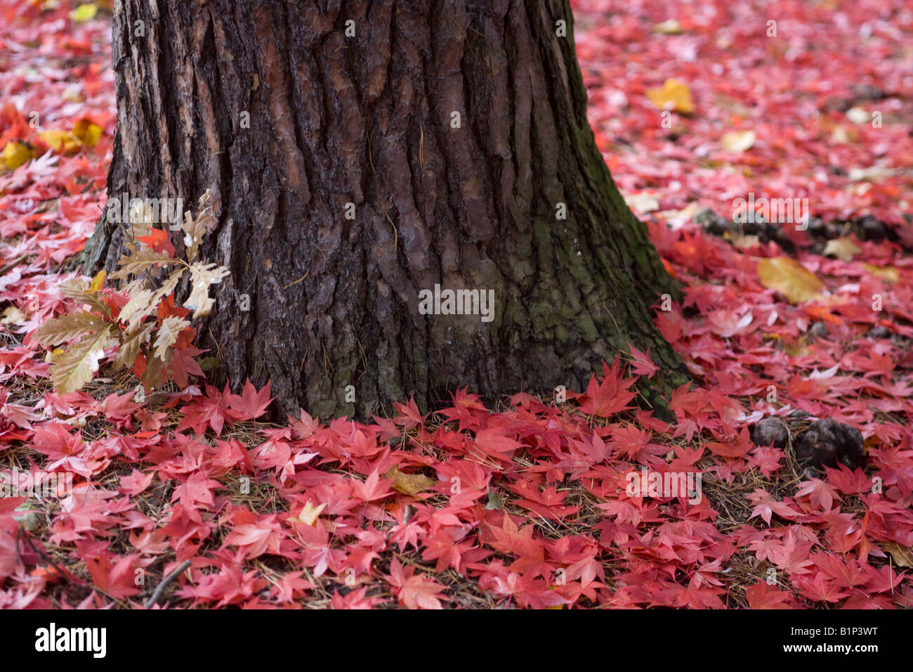 Nature at fall Stock Photo - Alamy