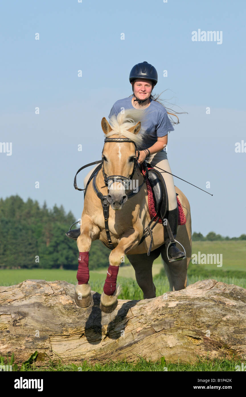 Haflinger jumping hi-res stock photography and images - Alamy