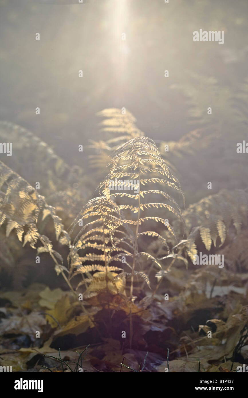 Nature at fall Stock Photo - Alamy