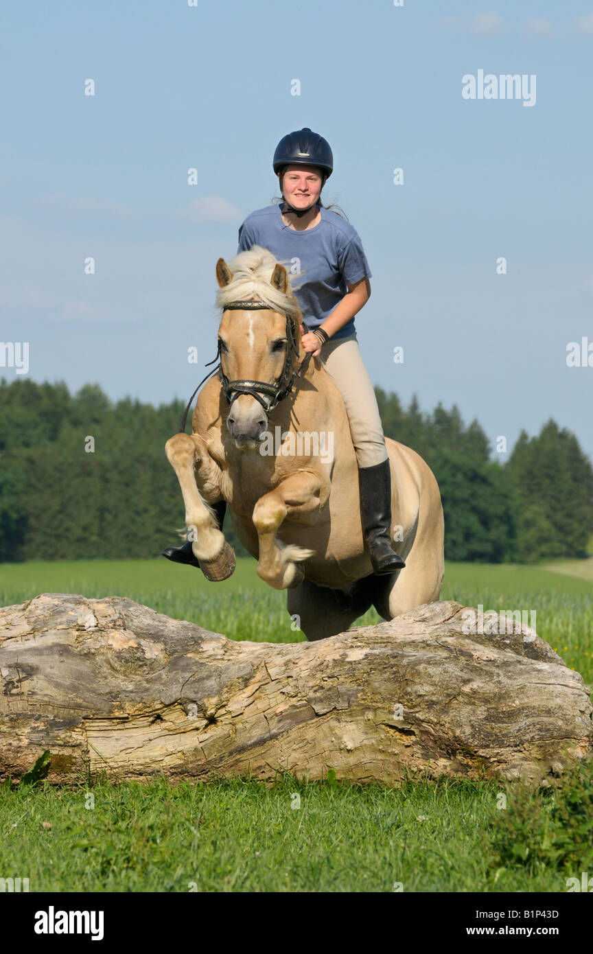 Haflinger horse jumping hi-res stock photography and images - Alamy