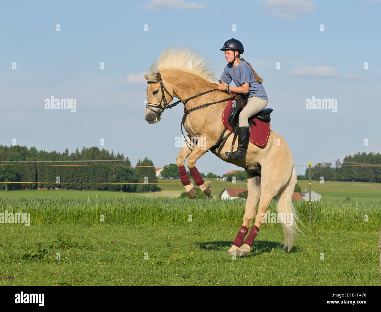Young Woman Riding Haflinger Horse High Resolution Stock Photography ...